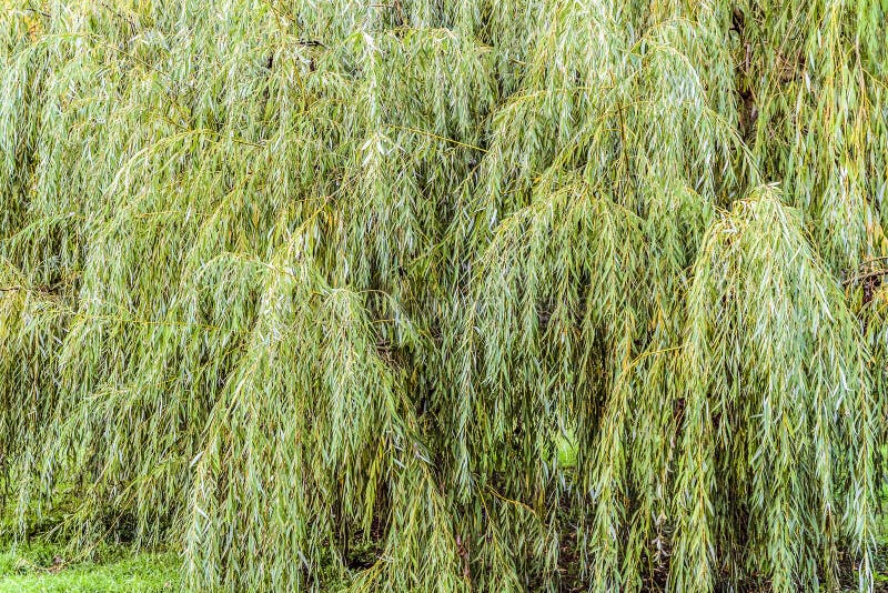 Dense Branches of a Weeping Willow Tree Stock Image - Image of park ...
