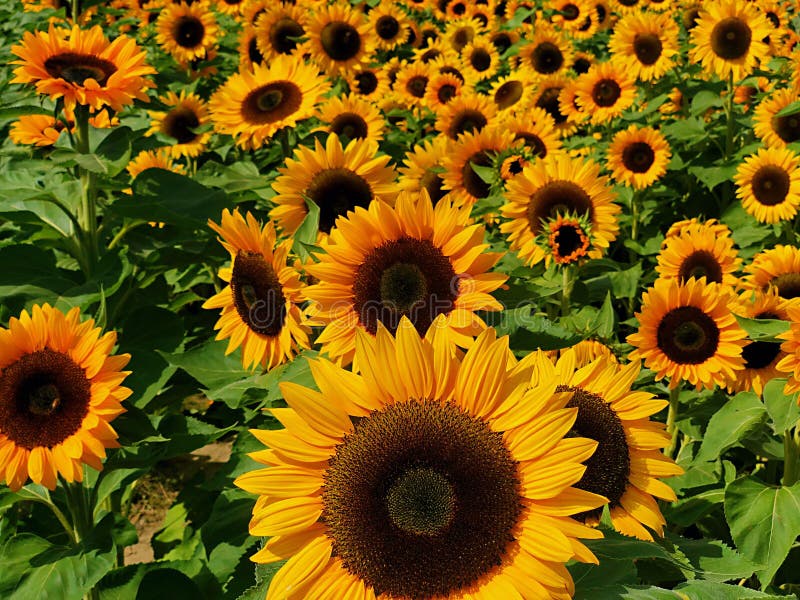 Dense Bright Sunflowers with Lush Green Leaves in the Field Stock Image ...