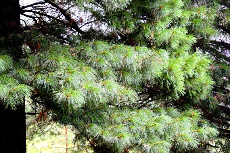 Dense Cedar Needles. Evergreen Cedar. Coniferous Forest Stock Photo ...