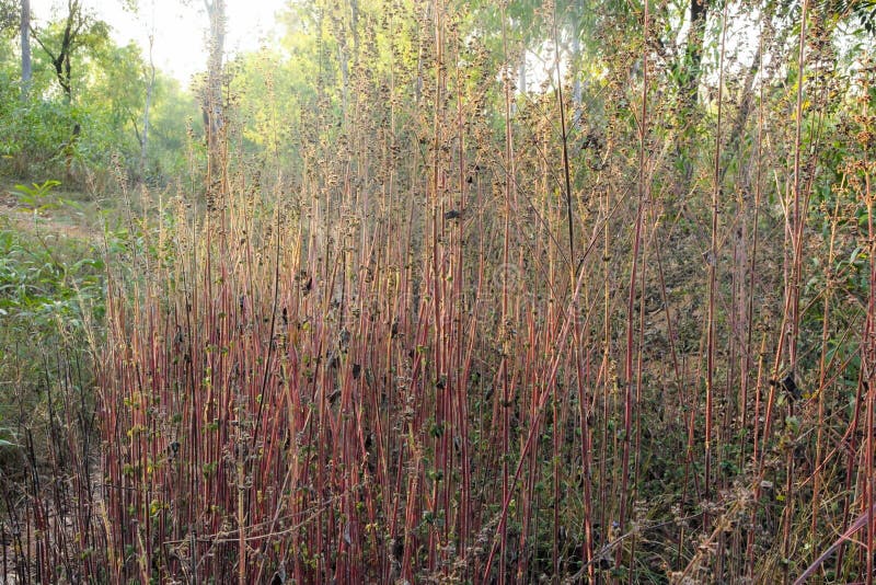 A Dense Clump of Plant Stems and Dry Bushes Stock Image - Image of ...