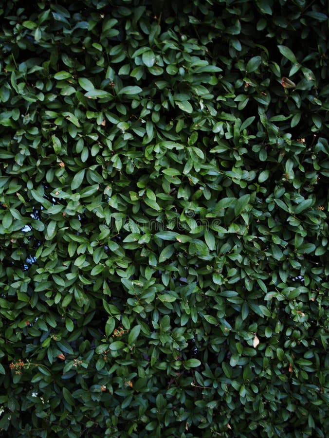 Dense Cluster of Green Leaves Creating a Lush Texture. Stock Image ...