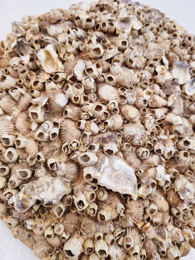 A Dense Cluster of Seashells or Barnacles, Displaying a Rugged and ...
