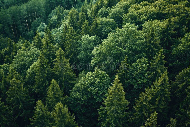 Dense Cluster of Trees in Forest Stock Illustration - Illustration of ...