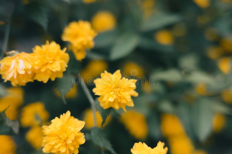 Dense Cluster of Yellow Kerria Flowers Stock Image - Image of beauty ...