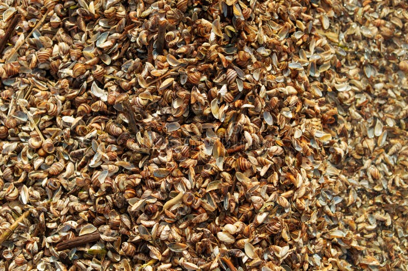 Shells Beach Sea Mollusks Lake River Shore Sand Ocean Stock Photos ...