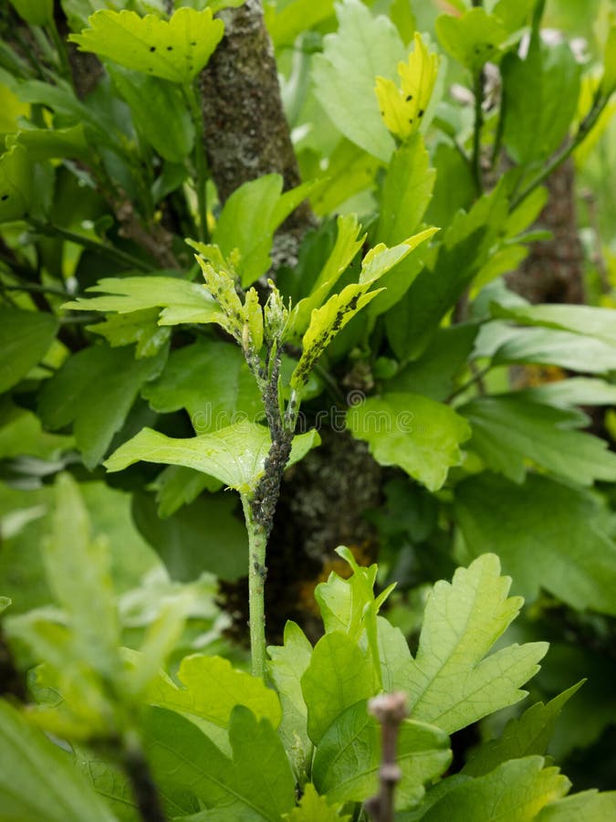How To Get Rid of Black Aphids on a Hibiscus Stock Image - Image of ...