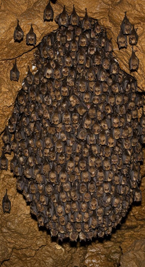 Dense Colony of Brown Bats Hanging in Cave Stock Illustration ...