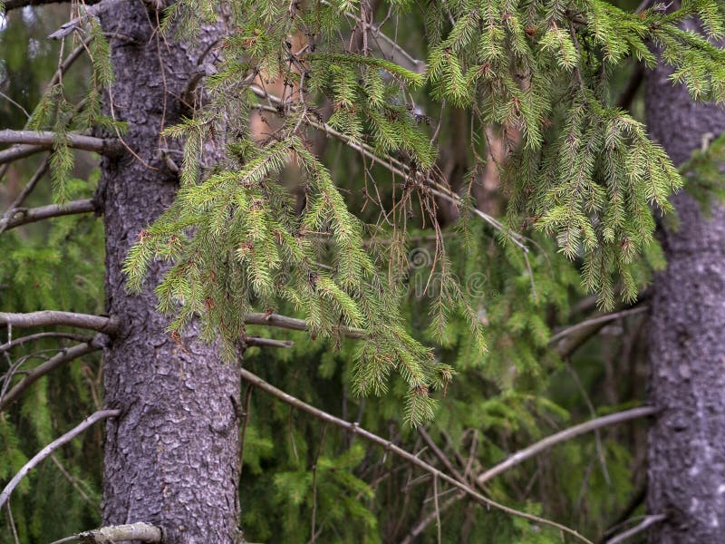 Dense Coniferous Forest. Branches of Fir Trees on the Background of the ...