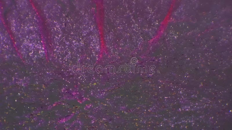 Dense Connective Tissue with Tendon in Longitudinal Section Filmed with ...