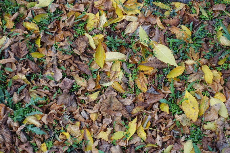 Dense Cover of Fallen Leaves on Greenery in October Stock Photo - Image ...