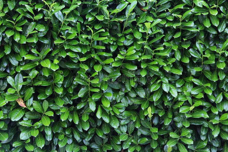 Dense Coverage of Green Leaves Creating Lush Foliage Texture, Some Dry ...