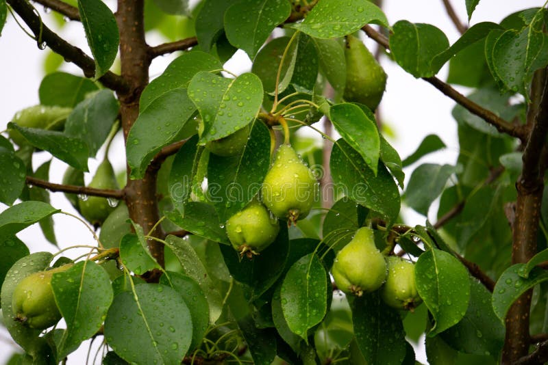 Dense crown of a pear tree stock photo. Image of sweet - 222910928