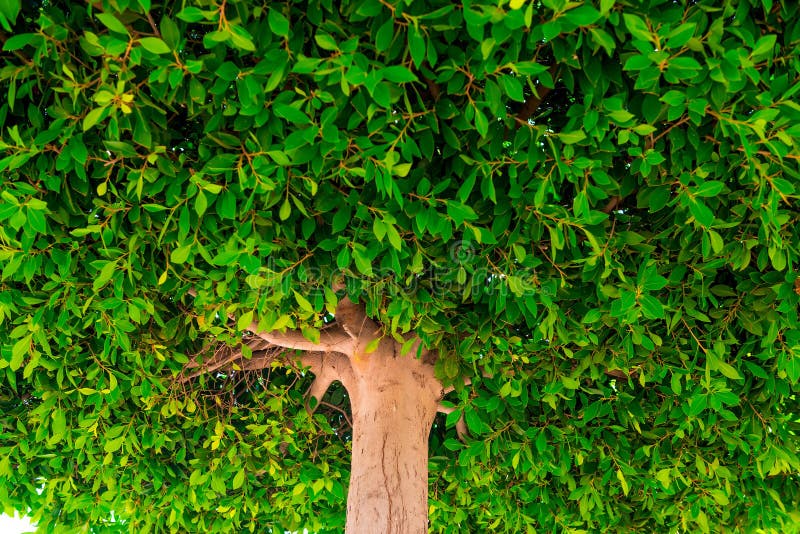 Dense crown of a tree stock image. Image of summer, dense - 46512133