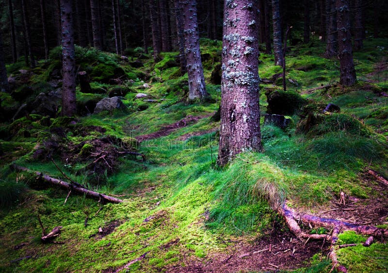 Damp Forest stock photo. Image of ireland, moist, overcast - 1749694