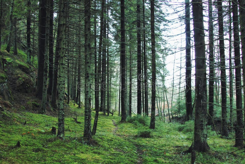 Dense Damp Forest stock photo. Image of deciduous, branch - 235441096