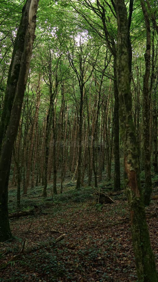 Dense and Dark Forest, Tall Trees in the Forest, Logging, Wood Stock ...