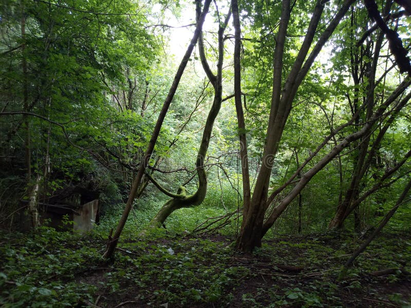 Dense dark forest stock image. Image of outside, forest - 274616147