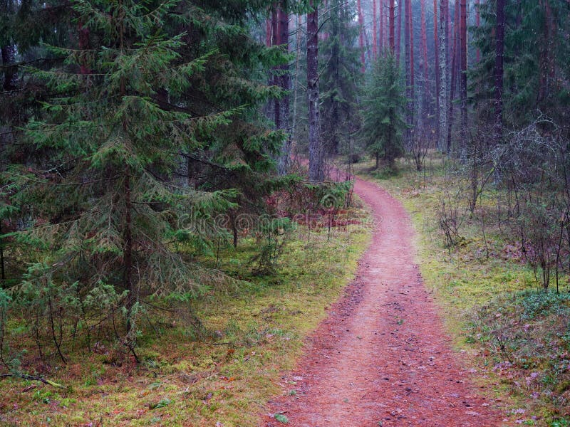 Dense Dark Spruce Forest with a Red Path Stock Image - Image of autumn ...