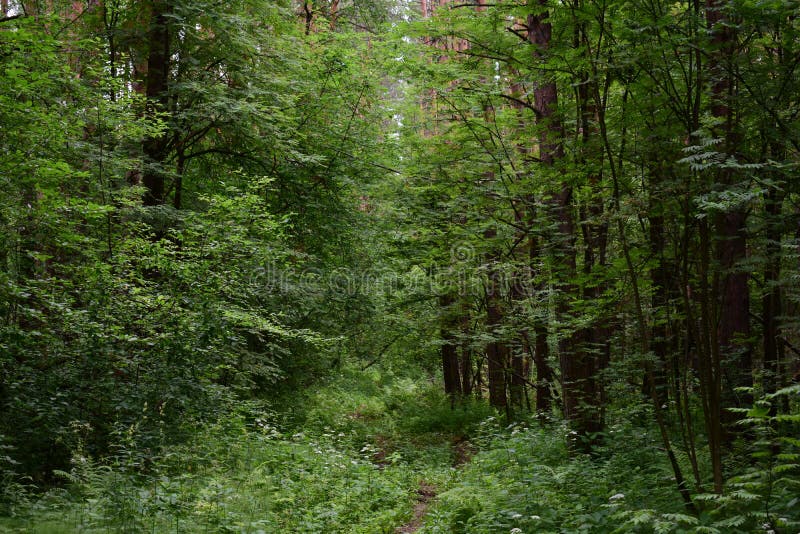 Dense Deciduous Forest and a Narrow Forest Path Running Away into the ...
