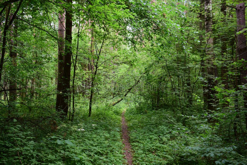 Dense Deciduous Forest and a Narrow Forest Path Running Away into the ...