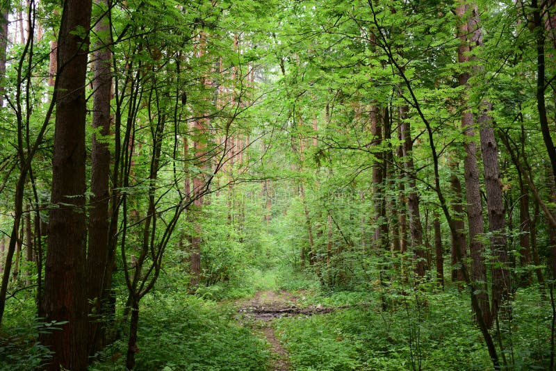 Dense Deciduous Forest and a Narrow Forest Path Running Away into the ...