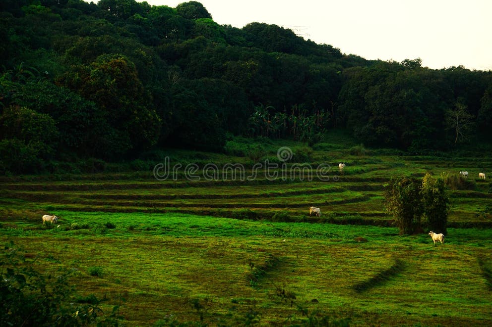 A Dense Deciduous Forest Stretches Deep into the Landscape Stock Image ...