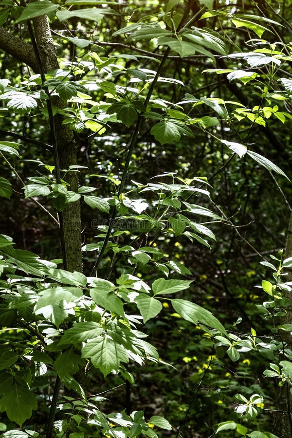 Dense deciduous forest stock image. Image of dense, rural - 189391327