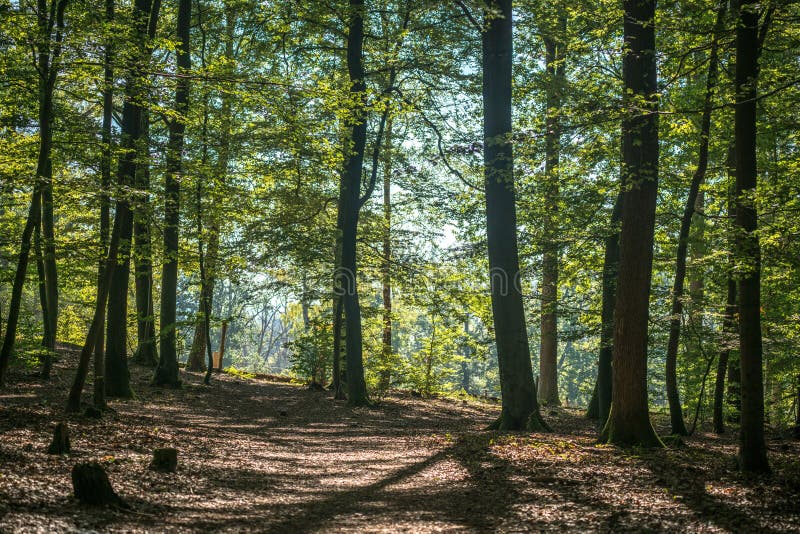Dense Deciduous Trees in the Palatinate Forest in Southern Germany ...