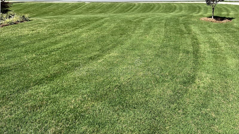 Dense Deep Green Striped Bermudagrass Lawn. Stock Photo - Image of ...