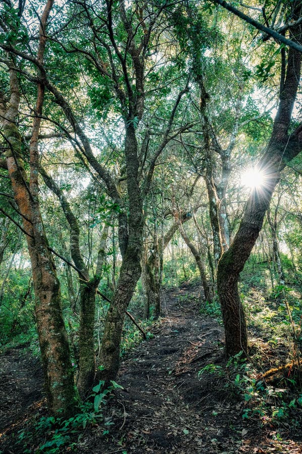 Dense Deep Tropical Rainforest with Sunlight Shining in National Park ...