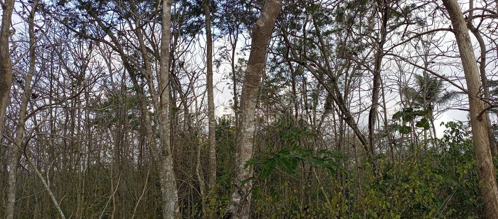 Dense Dry Forest with Bare Trees and Sparse Greenery Stock Image ...