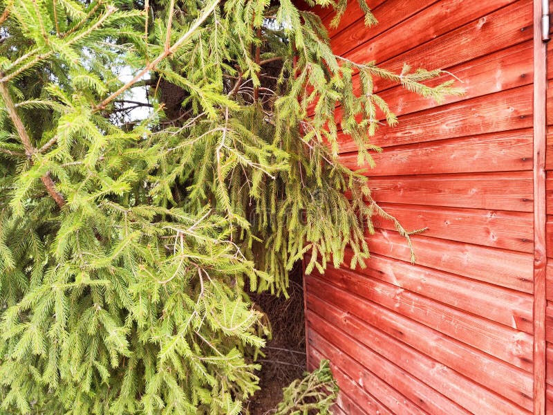 Dense Evergreen Branches Encroach upon a Rustic Red Wooden Building in ...