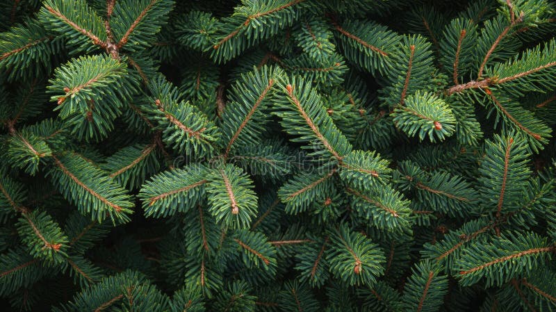 Dense Evergreen Foliage with Vibrant Green Needles and Branches Stock ...