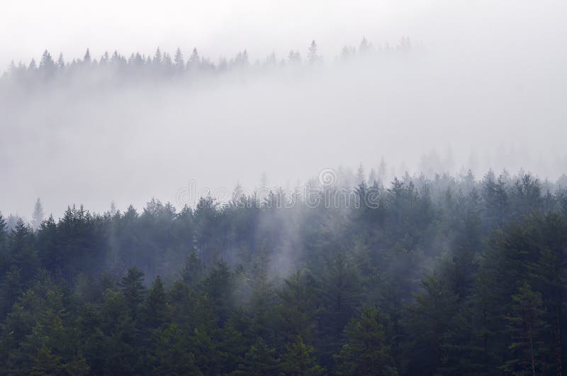 Dense Evergreen Forest Covered in Mist with Obscured Tree Tops Stock ...