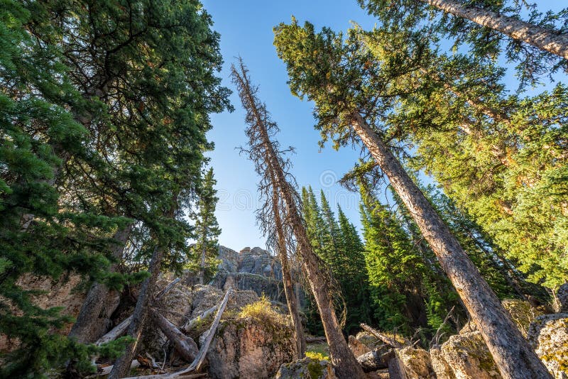 Evergreen Forest Path stock image. Image of tree, wilderness - 32664165