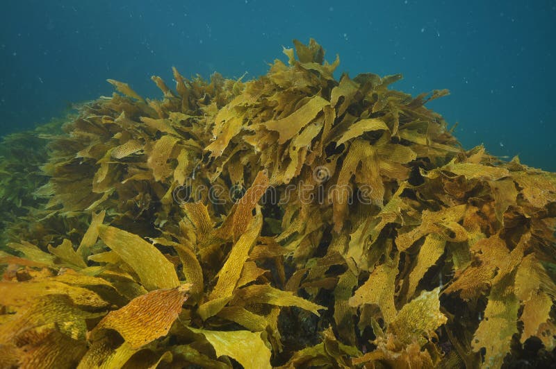 Fronds Brown Kelp Stock Photos - Free & Royalty-Free Stock Photos from ...