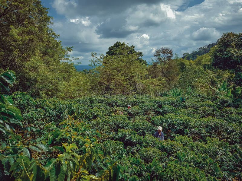 Dense Field of Colombian Coffee Plants with a Few People Working There ...