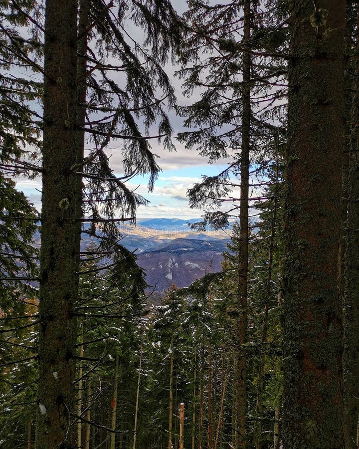 Dense Fir Forest on the Slope of the Mountain Stock Photo - Image of ...