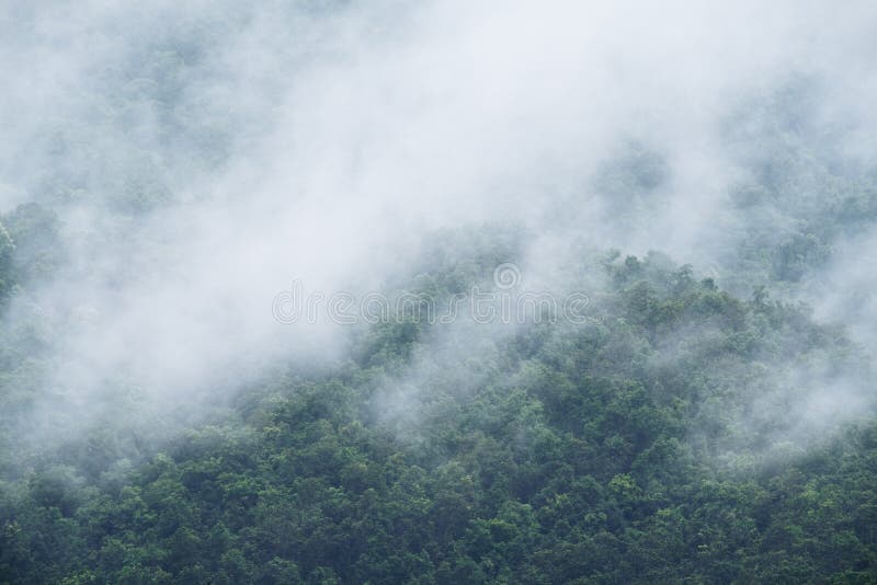 Dense Fog Cover a Tropical Rainforest Stock Photo - Image of chiangmai ...