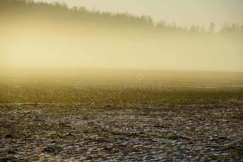 Dense Fog Over a Field in Winter Stock Photo - Image of glowing, color ...