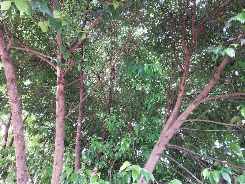 Dense Foliage of a Large Tree with Multiple Slender Brown Trunks and ...
