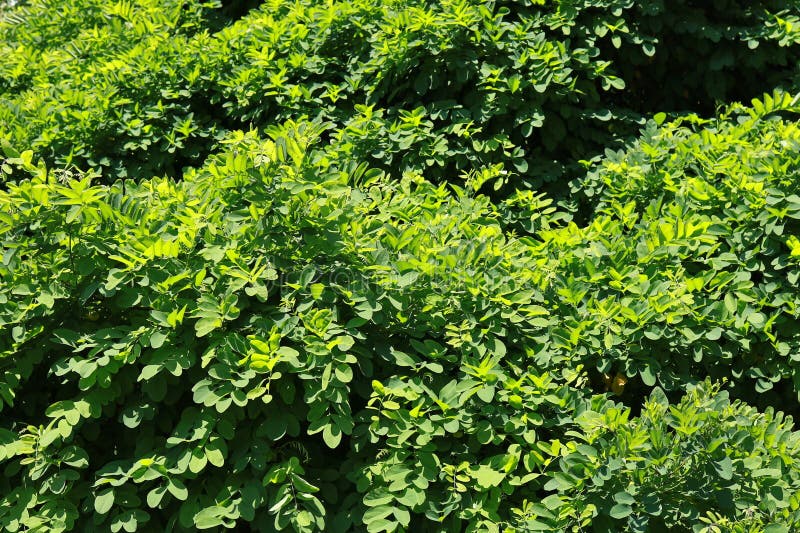 The Dense Foliage of a Robinia Pseudoacacia Tree Stock Photo - Image of ...