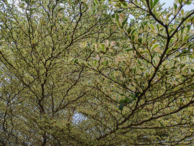 Dense Foliage of a Sprawling Tree Stock Image - Image of mantaly ...