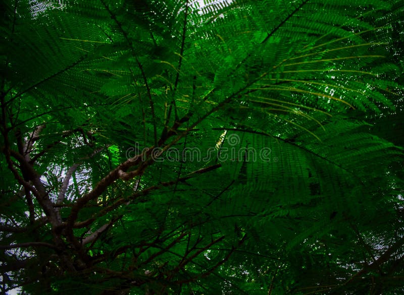 Dense Foliage Of A Tropical Tree, Greenery, Vegetation Background, Tree ...