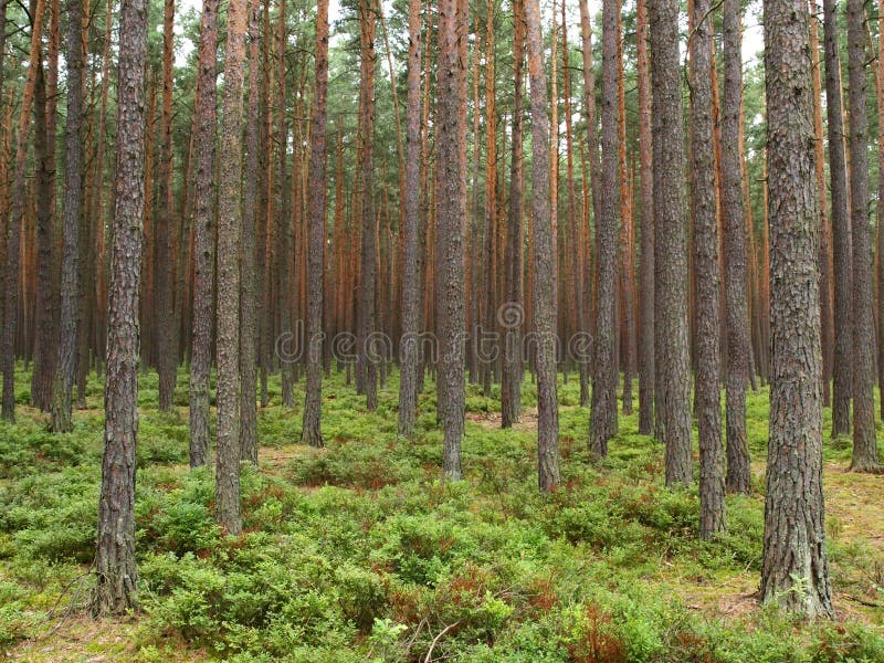 Dense Forest Beech Tree Grove Stock Image - Image of uninhabited, fagus ...
