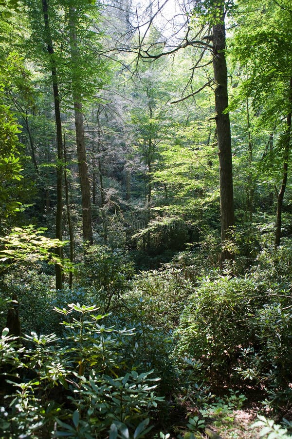 Dense forest stock photo. Image of green, outdoors, plant - 32038424