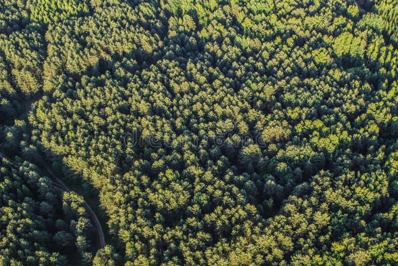 Aerial View of Forest stock image. Image of aerial, high - 16651667