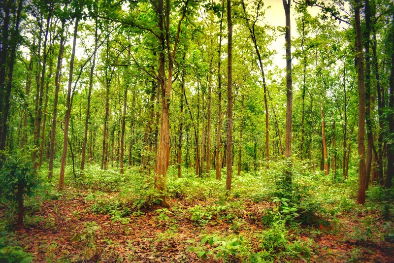 Dense Forest amazing stock photo. Image of dense, click - 180895300