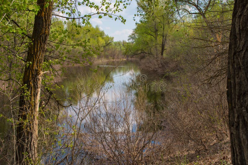 Dense Forest on the Banks of a Small River. Deciduous Forest on the ...