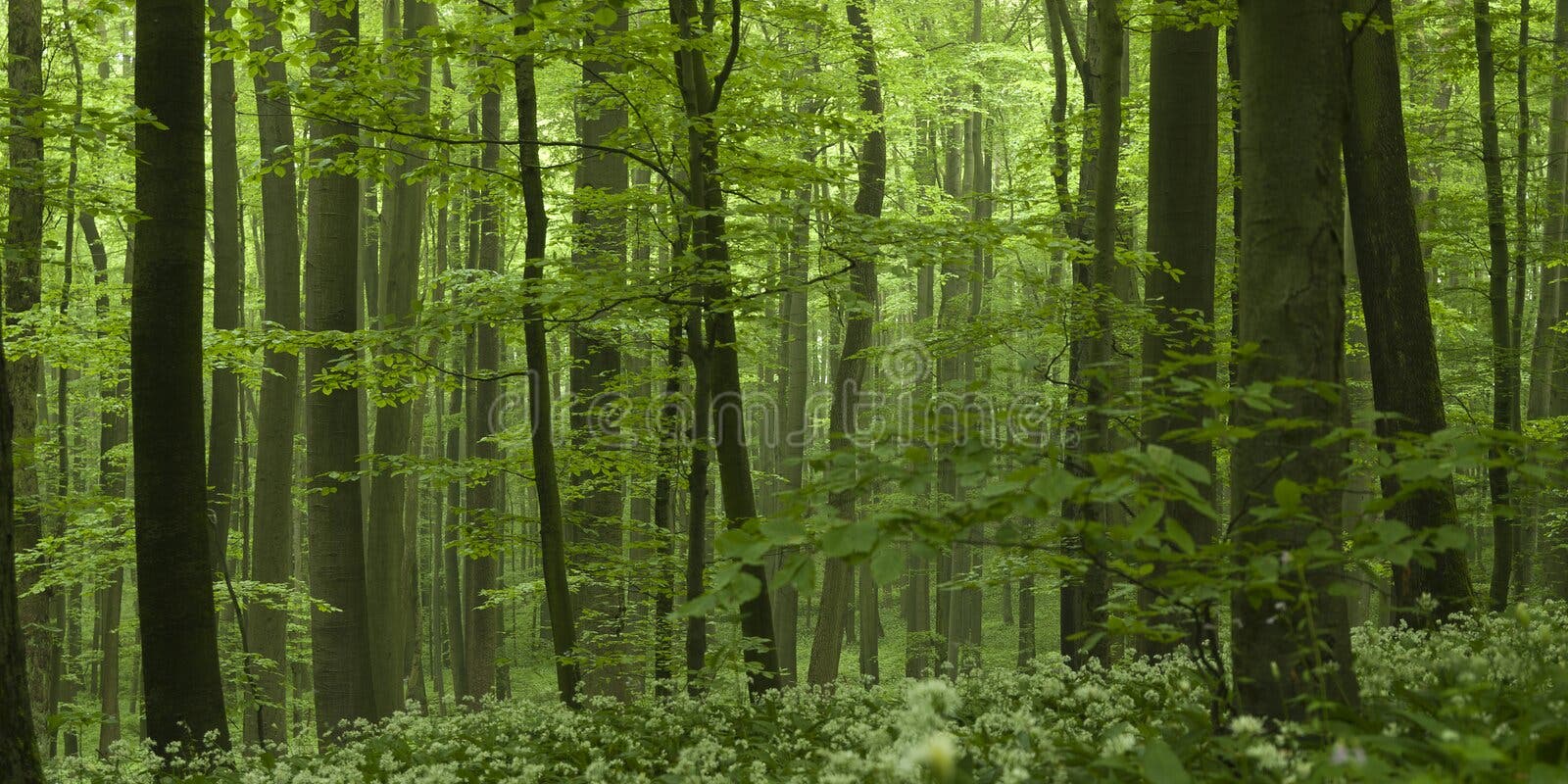 Dense Forest Scene for Background Use Stock Image - Image of backdrop ...
